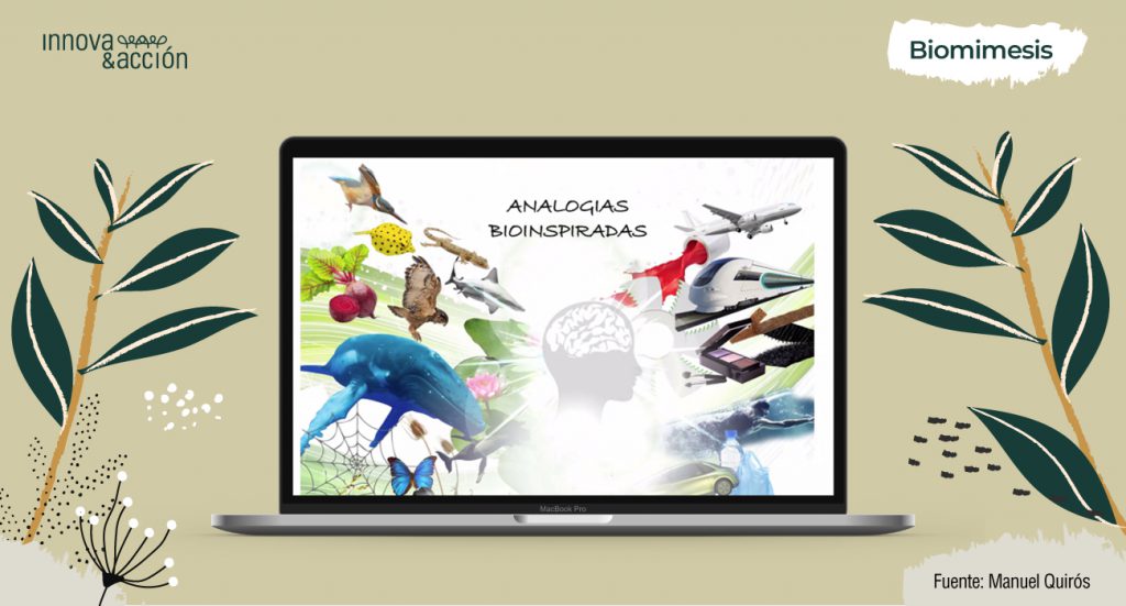 La biomimesis, aliada estratégica para hacer la innovación que ...